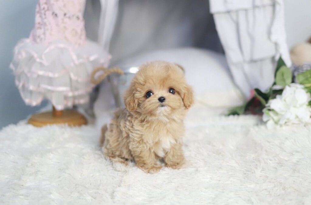 Tiny Teacup Maltipoo For Sale | Teacup Maltipoos For Sale