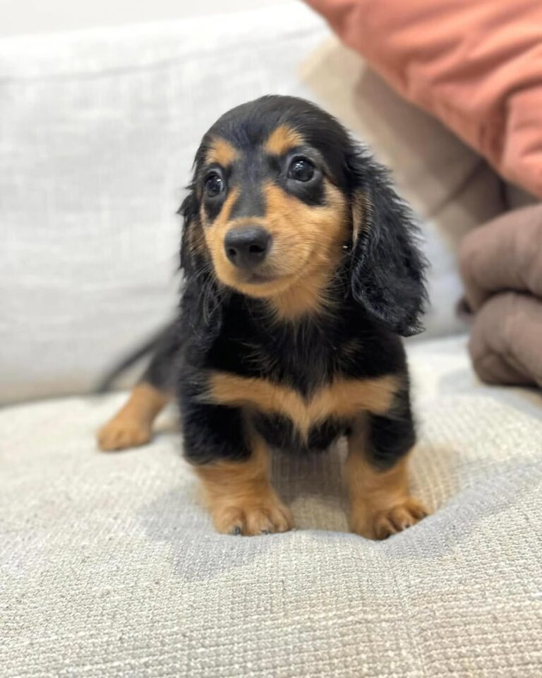 Long Haired Dachshund Puppies for Sale | Premium Teacup Pups