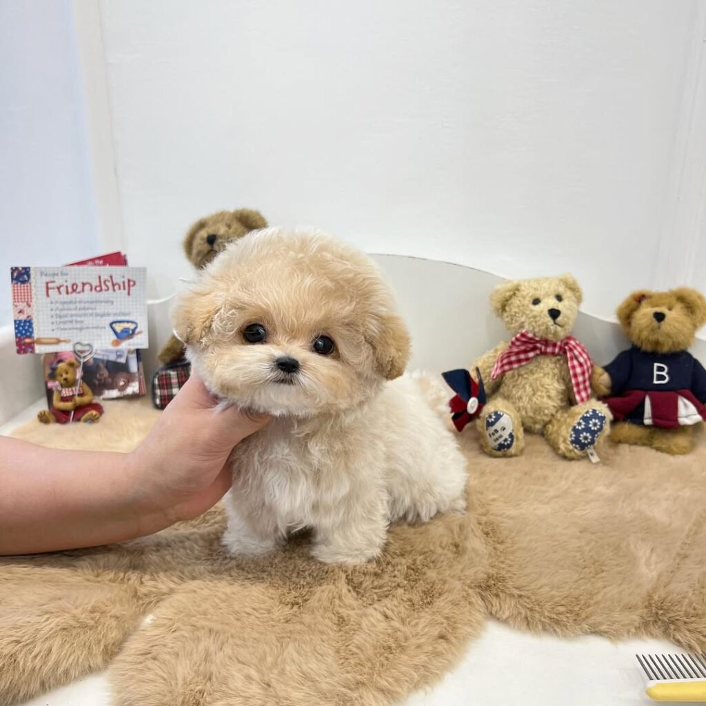 Red Toy Poodle Puppies for Sale | Premium Teacup Puppies